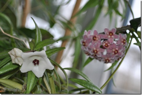 Mias Hoyas: Hoya Pauciflora